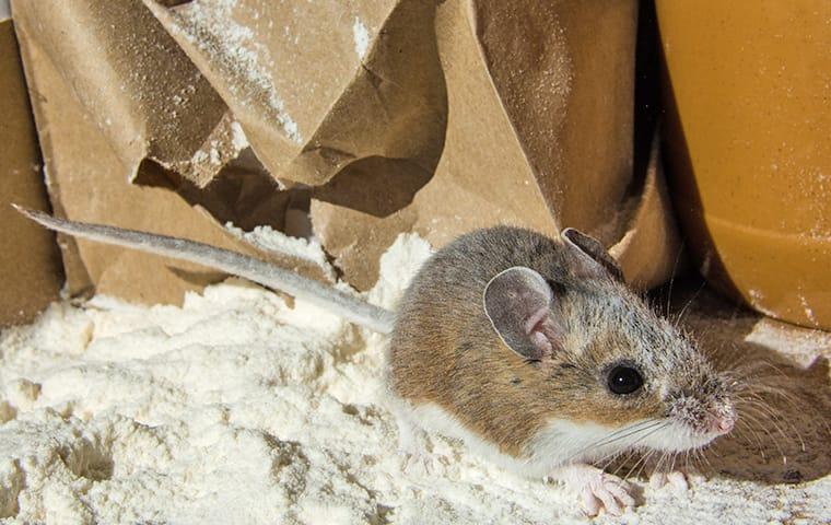 Are Sticky Mouse Traps The Best Residential Rodent Tools Available ...